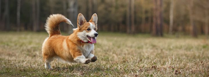 Corgi galés: cuidados y características -canalHOGAR