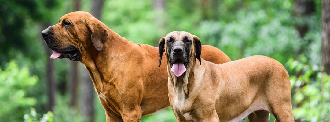 Perro Fila brasileiro: características y cuidados -canalHOGAR