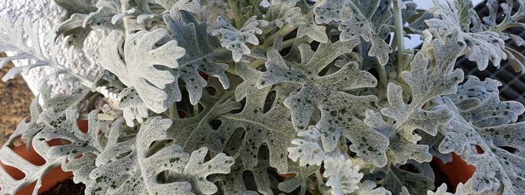 Senecio: características, tipos y cuidados –canalHOGAR