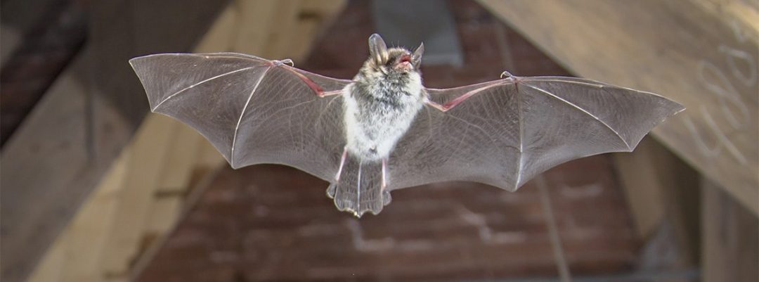 Cómo ahuyentar murciélagos: distintos métodos -canalHOGAR