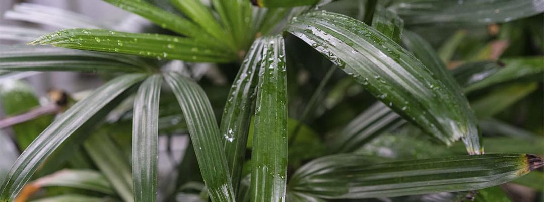 Cuidados de la palmera de bambú –canalHOGAR
