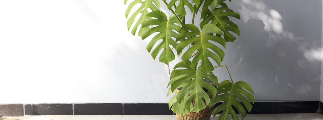 ¿Cómo poner un tutor a una monstera? - Blogs MAPFRE