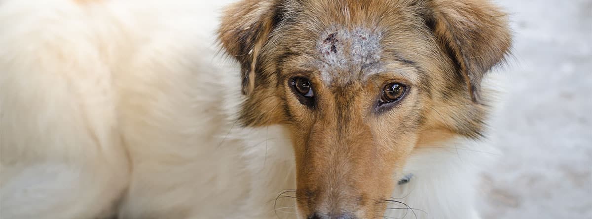 Cáncer de piel en perros: Causas y tratamiento - Blogs MAPFRE