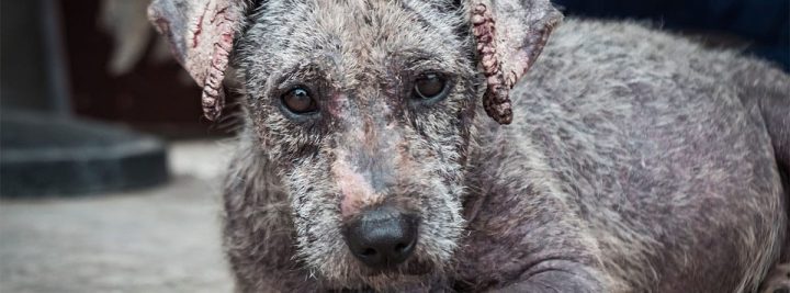 Sarna en perros. Síntomas y tratamiento - Blogs MAPFRE