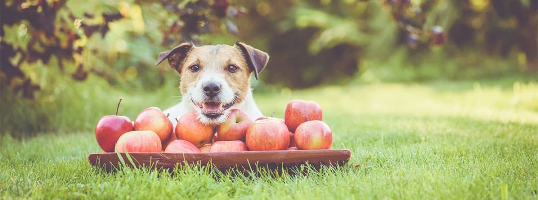 ¿La manzana es buena para los perros? - Blogs MAPFRE